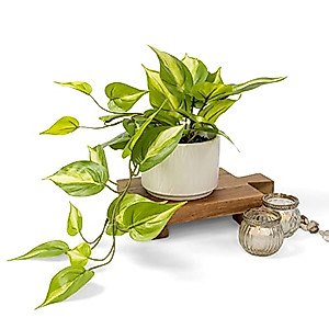 Kurrajong Farmhouse ArtificialTrailing Ivy pothos Plant with White Ceramic Pot | Light Green Faux Ivy Plant with White Pot | Shelf Decor Fake Plant