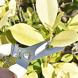 Pruning Shears Garden Scissors, Precision Bud Trimmer, Stainless Steel Blades, Shock-Absorbent Spring for Plant Trimming, Orchid Bark, Weed, Bonsai, Indoor or Outdoor Gardening Trimmer (2PC)
