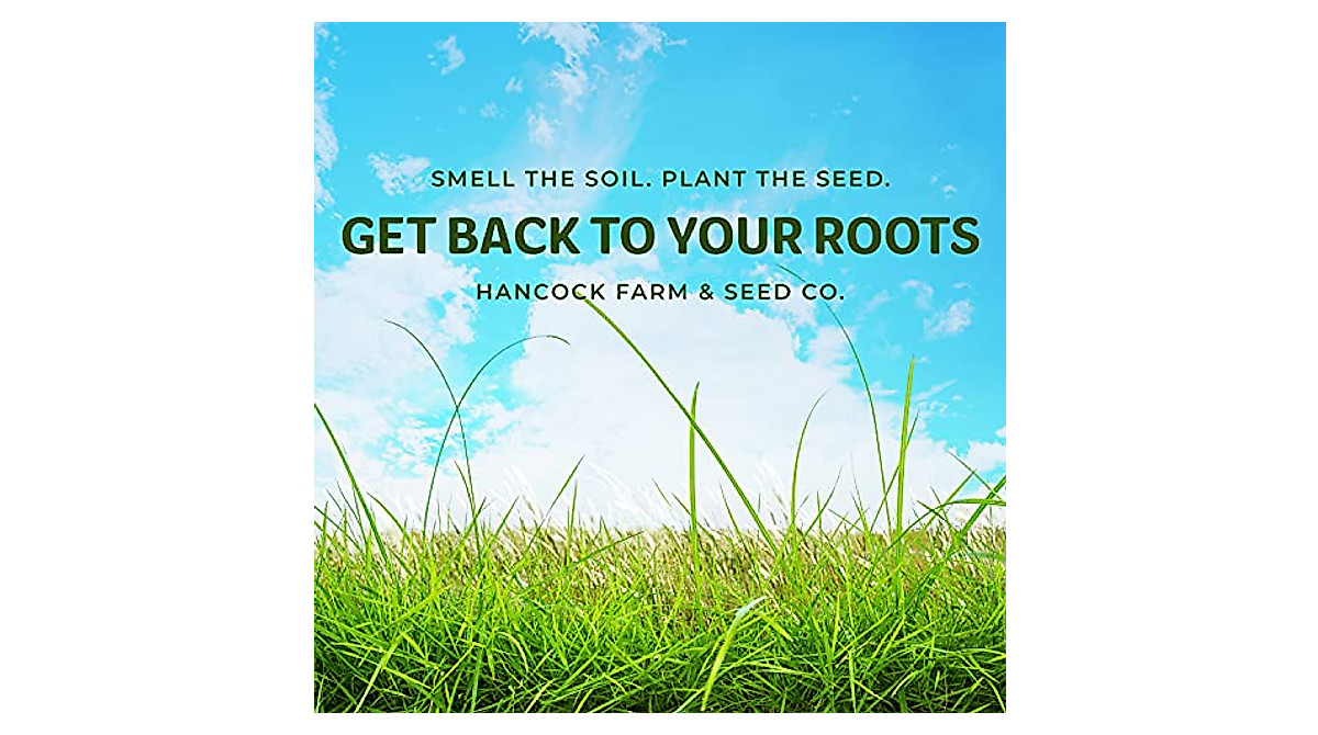 Hancock Seed Highlander Turf Bermuda Grass 10 lbs - Buy Now