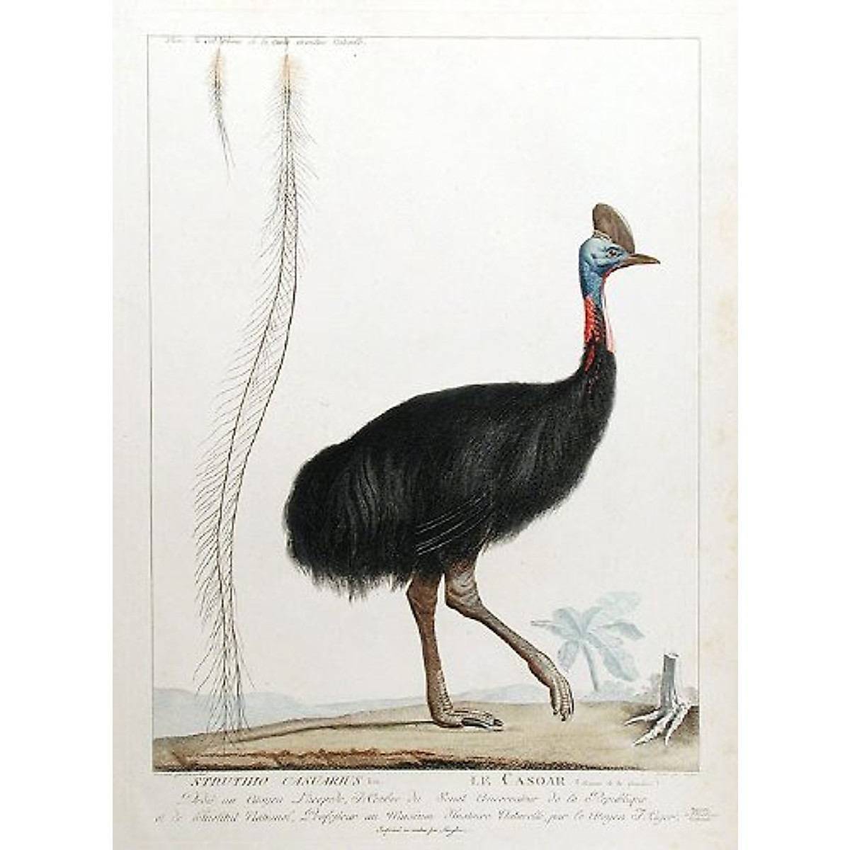 Struthio Casuarius/Le Casoar