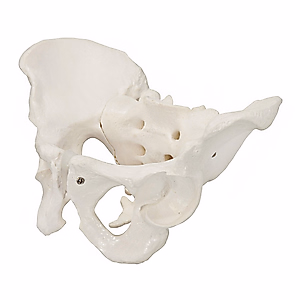 Axis Scientific Male Pelvis Model, Life Size Pelvic Human Anatomy Features Hip, Sacrum, and Coccyx, Includes Detailed Manual