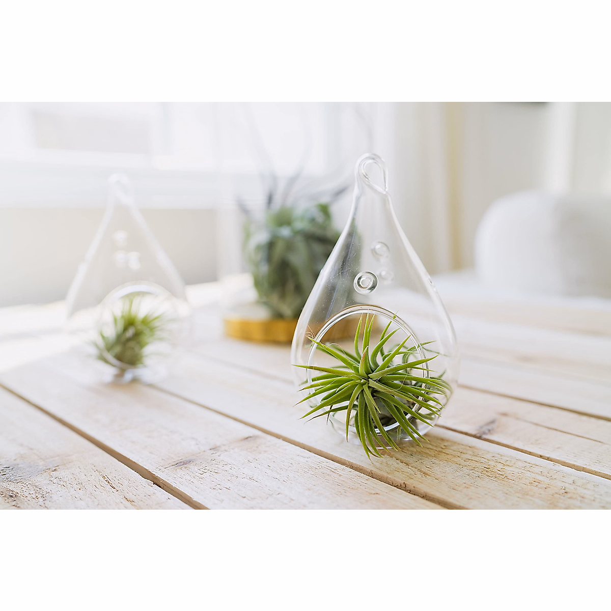 5 Pack of Classic Air Plants Variety - Live Succulent House Plants - Available in Wholesale and Bulk - Home and Garden Decor - Easy Care Indoor and Outdoor Plants