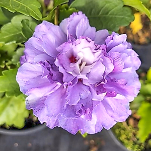 1 Purple Rose of Sharon Plants Live in Quart Container, Althea Hibiscus Plants Live, Hibiscus Flowers Plants Hibiscus Syriacus