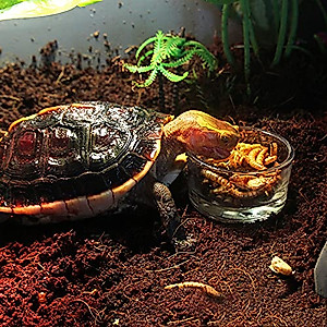 WEAVERBIRD 6Pcs Glass Reptile Feeder Food Bowl,Food Basin Tray Container Water Dish Cup, Reptile Terrarium Water Bowl,Round Water Dish Cup for Small Pet Lizard Turtle Spider Scorpion Frog Cricket