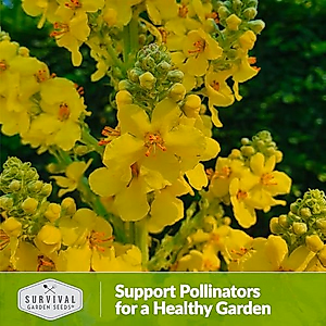 Mullein Seed for Planting - 1 Packet with Instructions to Plant and Grow Medicinal Herb Common Mullein in Your Home Vegetable Garden - Non-GMO Heirloom Variety - Survival Garden Seeds