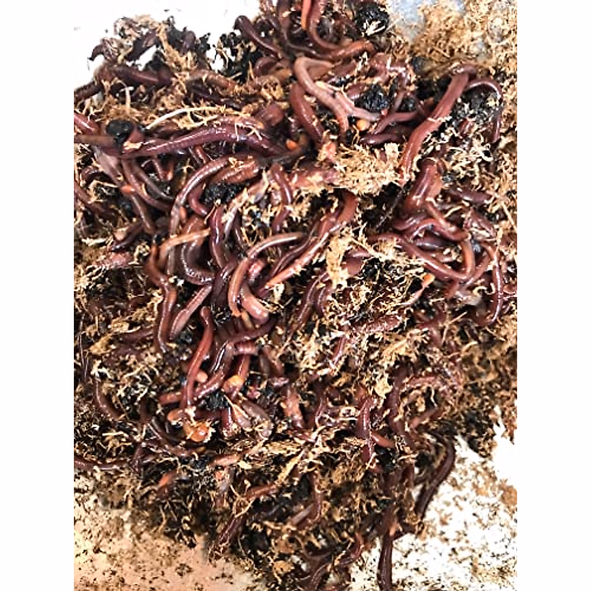 Red Wiggler Composting Worms - Reduce Waste and Improve Your Soil (0.25 lbs / ~250 worms)