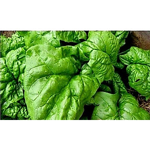 Giant Spinach Herb Garden Seeds for Planting About 100 Seeds