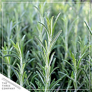 Live Aromatic and Edible Herb - Rosemary (4 Per Pack), Naturally Improves Breathing and Air Quality, 8" Tall by 4" Wide