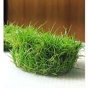 Dwarf Hairgrass Eleocharis Parvula Sp Mini 100% Tissue Culture Easy Freshwater Carpet Live Aquarium Plants Decorations 3 Days Live Guaranteed