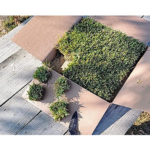 Zoysia Sod Slab for Plugs