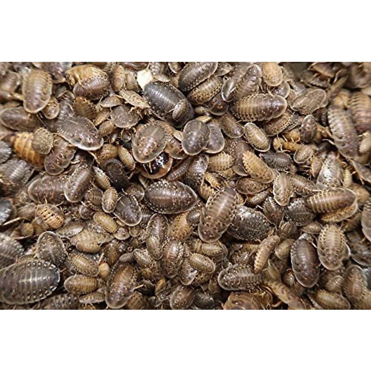 Dubia Roaches | Live Feeder Dubia Roach Multiple Sizes and Quantities | Small, Medium, and Large Sizes | Quantities from 100 to 1,000