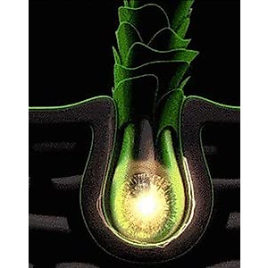 LABO-H Scalp Capsule Treatmentt 200ml / 6.7 fl oz