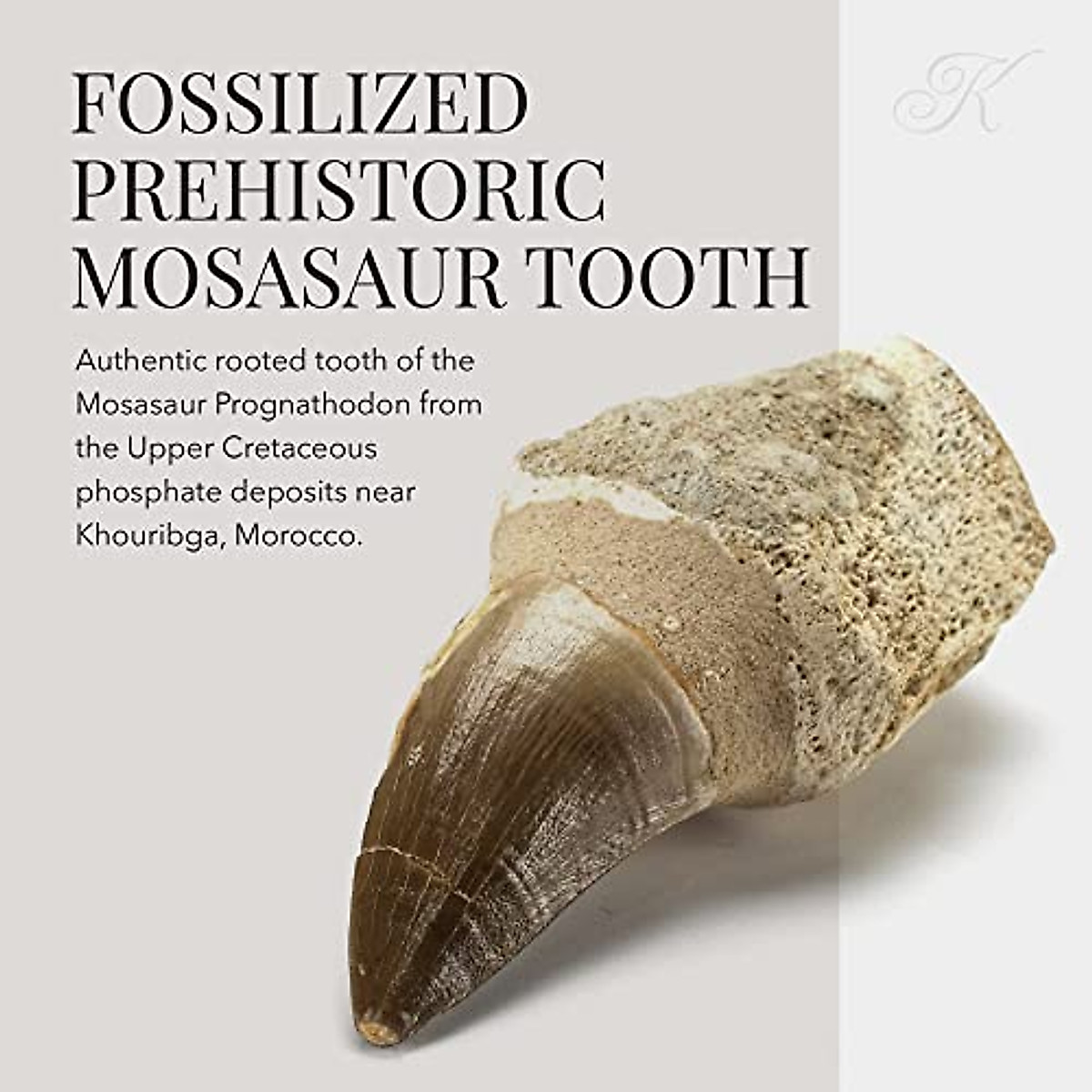 KALIFANO Authentic Fossilized Prehistoric Mosasaur Tooth from Morocco - Mosasaurus Teeth for Fossil Collections and Education Purposes (Information Card Included)