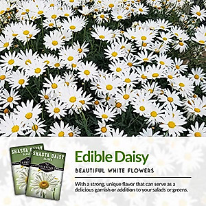 Survival Garden Seeds - Shasta Daisy Seed for Gardening - Packet with Instructions to Plant and Grow Beautiful White Perennial Flowers in Your Home Flower Garden - Non-GMO Heirloom Variety