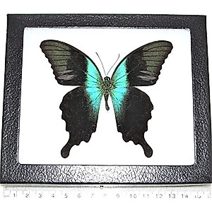 BicBugs Papilio adamantius REAL FRAMED BUTTERFLY BLUE GREEN