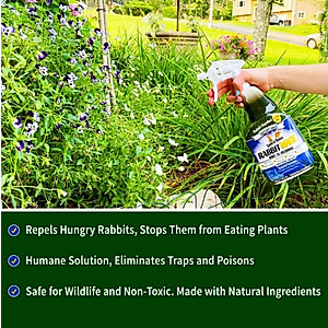 Nature’s MACE 40 Ounce Rabbit Repellent Spray, Rabbit Deterrent for Garden, Rabbit Repellent Outdoor, Rabbit Repellent for Garden, Safe for Dogs, Pets, People, & Plants