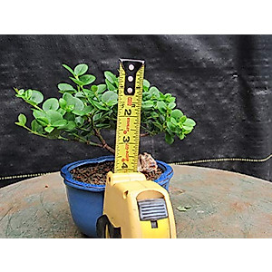 Natal Plum Bonsai Tree