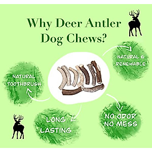Deer Valley Dog Chews - Single Split Antler Chews (Large Size, 6-8 Inches Long) All Natural Dental Treat for Teething and Chewing - Premium Grade, Naturally Shed, USA (Single)