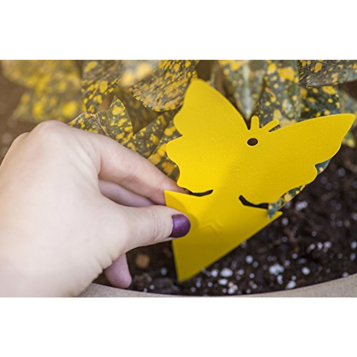 Trappify Sticky Gnat Traps for House Indoor - Yellow Fruit Fly Traps for Indoors/Outdoor Plant - Insect Catcher White Flies, Mosquitos, Fungus Gnat Trap, Flying Insects - Disposable Glue Trapper (12)