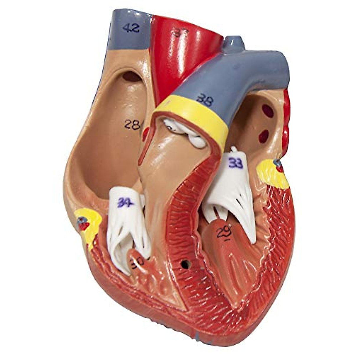 Axis Scientific Human Lung and Respiratory System Model | 3/4 Life Size Model has 7 Removable Parts | Includes 2 Part Heart and Detachable Larynx | Includes Product Manual