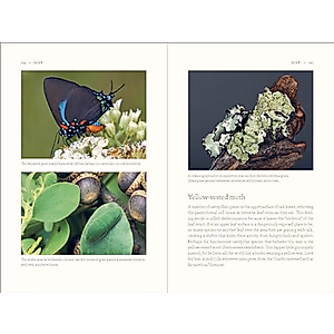 The Nature of Oaks: The Rich Ecology of Our Most Essential Native Trees