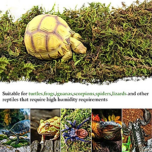 Hamiledyi Reptile Forest Moss,Premium Sphagnum Moss Reptile Terrarium Substrate Moss Bedding for Bearded Dragon Lizard Chamelon Gecko Iguana Snake Tarantula(100g/3.5 Oz)