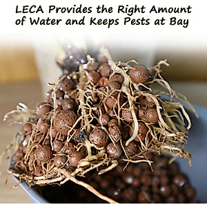 1LB Leca Balls for Indoor Plants, Expanded Clay Pebbles for Plants Hydroponic, Orchid Potting Mix, Soil Amendment, Drainage, Easy Reusability, 4-16mm, includes Gloves