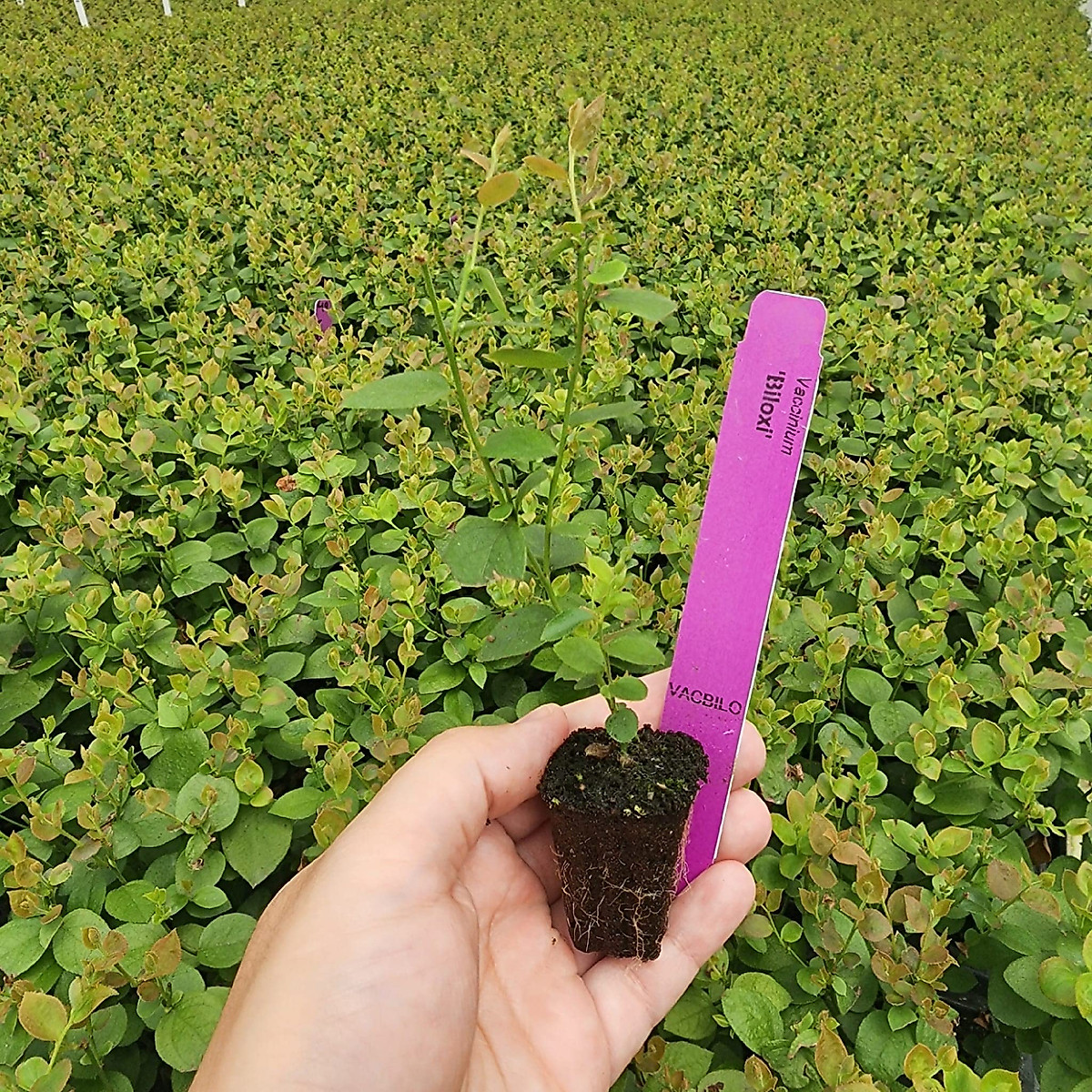 Blueberry plant "Biloxi" Set of 4 starter live plants