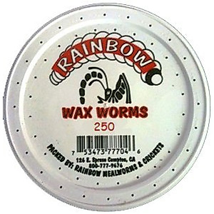 Galleria mellonella Live Waxworms for Feeding Reptiles, Fishing, Birds, and Chickens (250) | Live Arrival Guaranteed by DBDPet