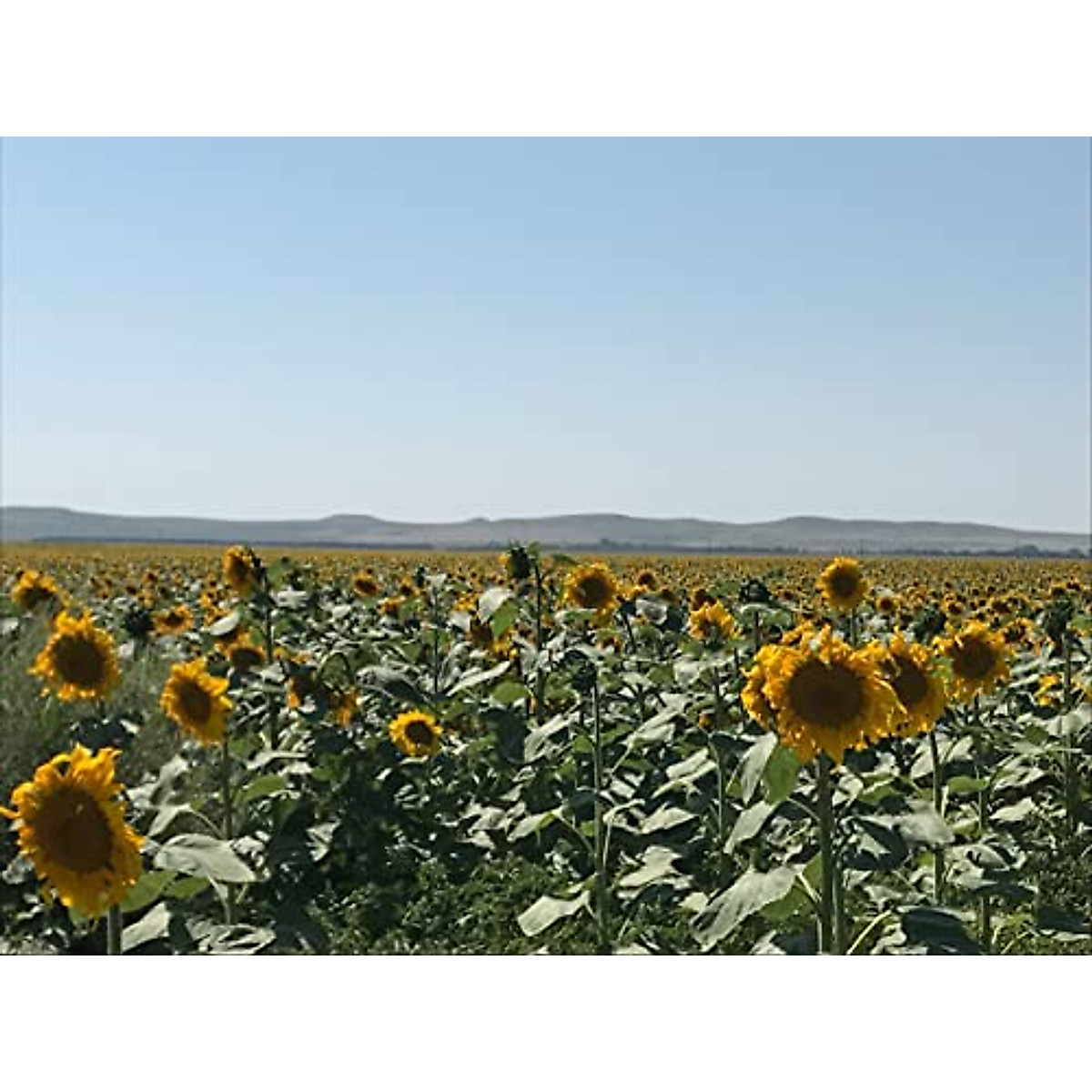 KNWBLE GRWN from Field to Feeder Wild Bird Black Oil Sunflower Seed Bird Food - 25 lbs