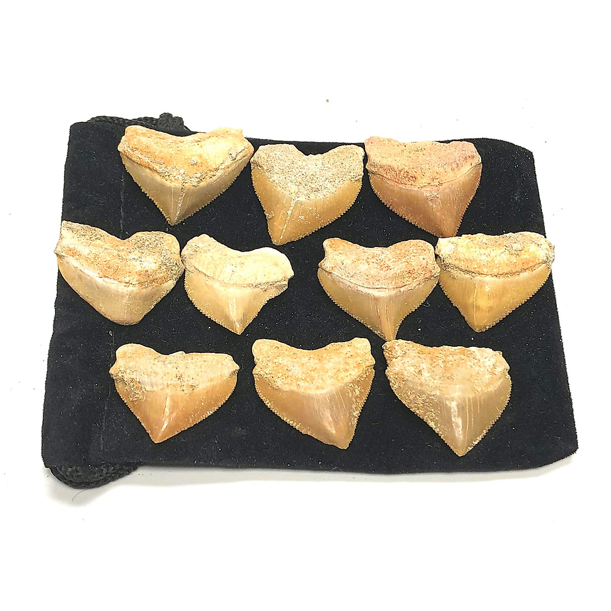 Zentron Crystal Collection Corax Shark Teeth Squalicorax Fossil Tooth 1" (10)