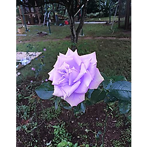 Bonsai Roses 30Pcs Germany Rare Purple Dragon Rose Seeds Flowering Plants