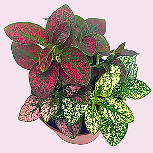 Polka-dot-Plant, Hypoestes phyllostachya, Live in a 2 inch Pot Tiny Mini Pixie Plant