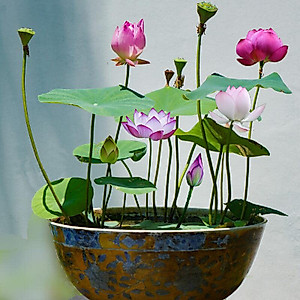 30PCS Bonsai Lotus Seeds for Planting, Water Lily Flower, Non-GMO Home Garden Plant Seeds, Flowering Aquatic Bonsai Plant, No Experience Required