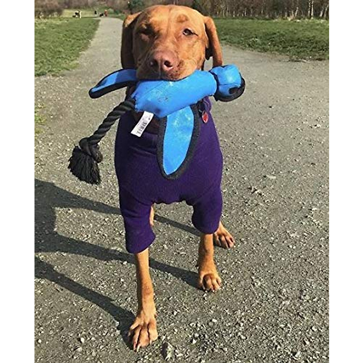 Nerf Dog Large Nylon Launching Duck with Interactive Design, Blue (3473), for All Breed Sizes