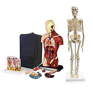 Parco Scientific PBM-B12 Elementary and High School Learning Package | Set of Three Human Anatomy Models, Skeleton, Torso and Skin | W Manual & Carrying Case