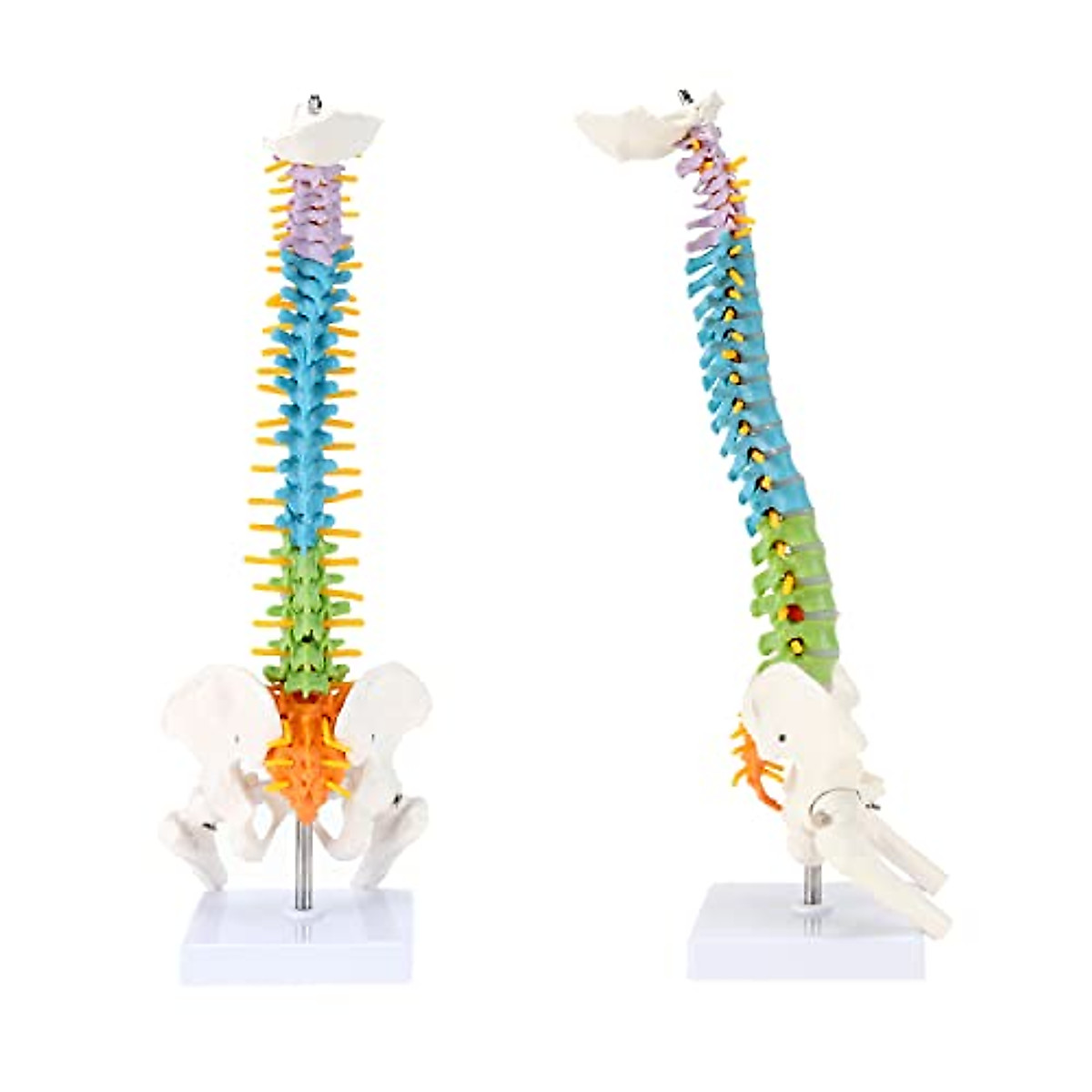 MIIRR Mini Color Spine Anatomy Model, 16.5" Human Spine Model with Spinal Nerves, Intervertebral Discs, Pelvis Model, Great for Learning, Teaching, Displaying