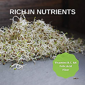 Certified Organic Alfalfa Sprouting Seed- 8 Oz - Handy Pantry Brand - High Sprout Germination- Edible Seeds, Gardening, Hydroponics, Growing Salad Sprouts, Planting, Food Storage & More
