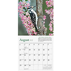 Audubon Songbirds Mini Wall Calendar 2021