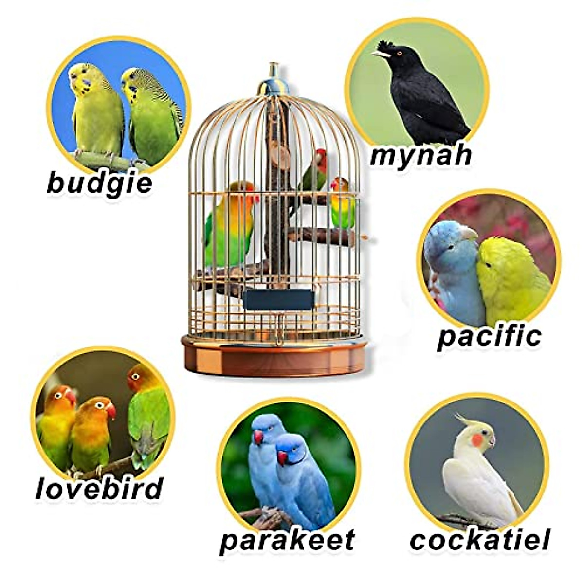 QeeHeng Bird Stand Perch,Natural Wood Parrot Perch Bird Cage,Bird Cage Perches for Parrots,Small Parakeets Cockatiels, Macaws, Parrots, Love Birds, Finches