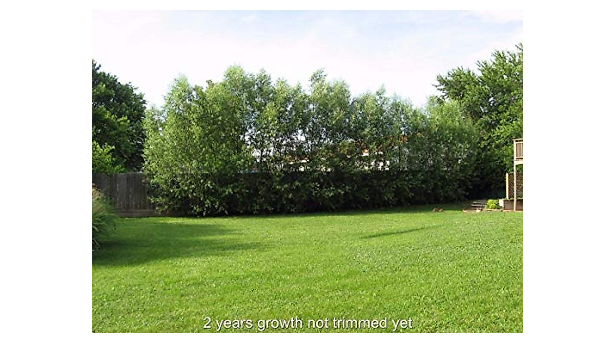 Fastest Growing Trees: Austree Hybrid Willow - Privacy & Shade