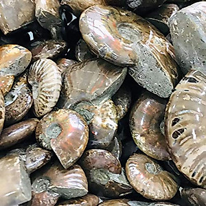 1PC raw Natural Rainbow Color Ammonite Fossils Mineral Specimen Animal Snail Statue for feiki Healing Mineral Collection