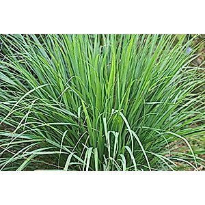 Lemongrass Seeds - 100 Seeds - Easy to Grow Herb - Ships from Iowa, Made in USA - Grow Lemon Grass