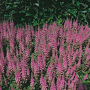 Outsidepride Astilbe Chinensis Pumila Garden Flower Plant Seed - 1000 Seeds