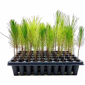 Loblolly Pine Tree | 3 Live Plants | Pinus Taeda | Fast Growing Stately Shade Tree