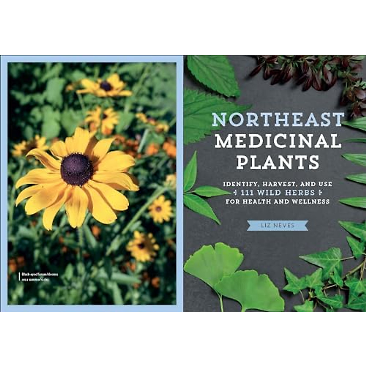 Northeast Medicinal Plants: Identify, Harvest, and Use 111 Wild Herbs for Health and Wellness (Medicinal Plants Series)