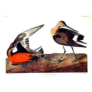 Hudsonian Godwit. From"The Birds of America" (Amsterdam Edition)