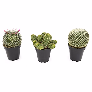 Altman Plants, Assorted Cactus Plants Live Plants (3PK), Cactus Plant Live Succulents Plants Live Cactus Decor, Indoor Plants Live House Plants in Cactus Soil, Live Cacti Plants Live Succulent Plants