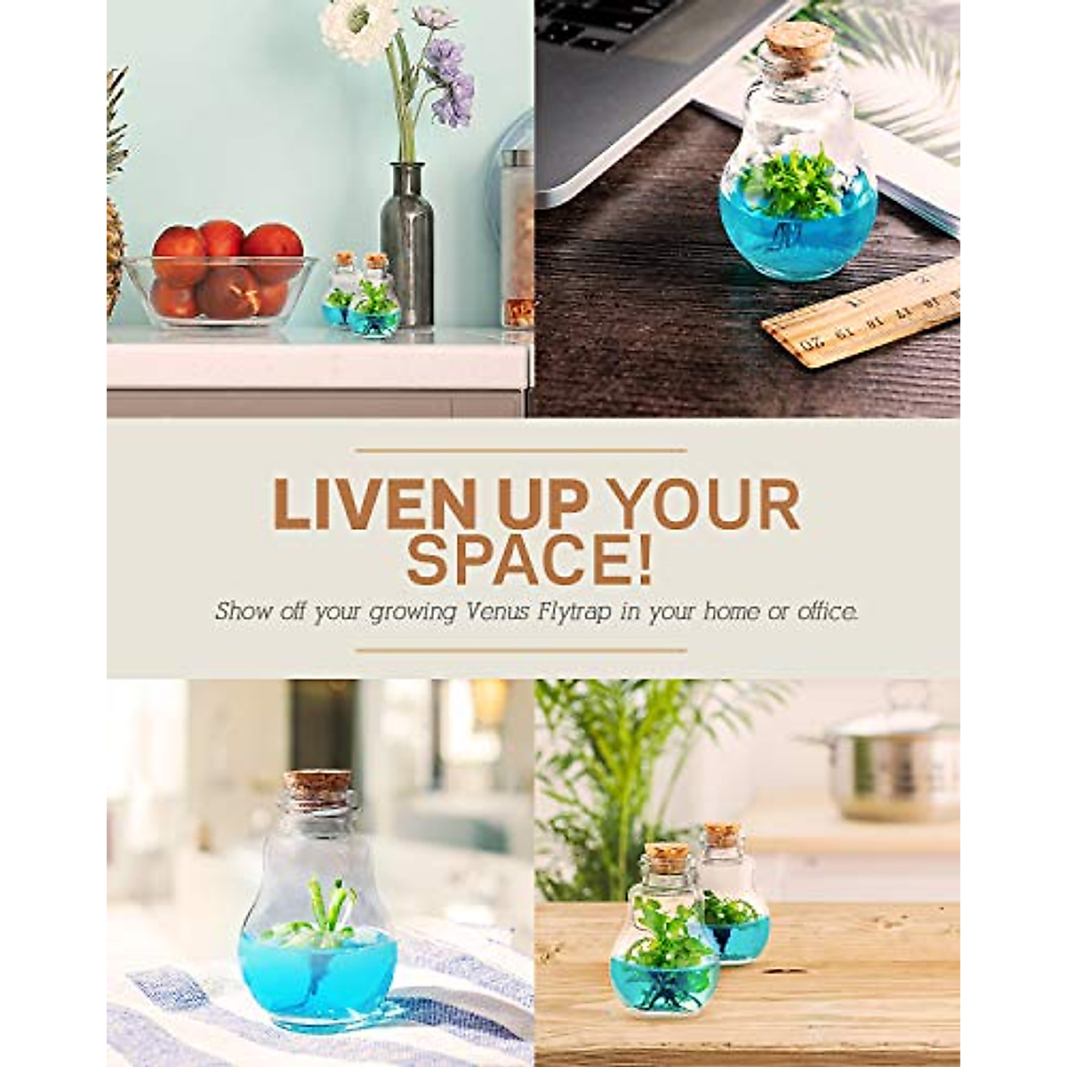 Venus Fly Trap, Grow Your Own Venus Flytrap in a 100% Self Sustaining Glass Terrarium, Maintenance Free, Easy to Grow, Healthy Growth Guarantee