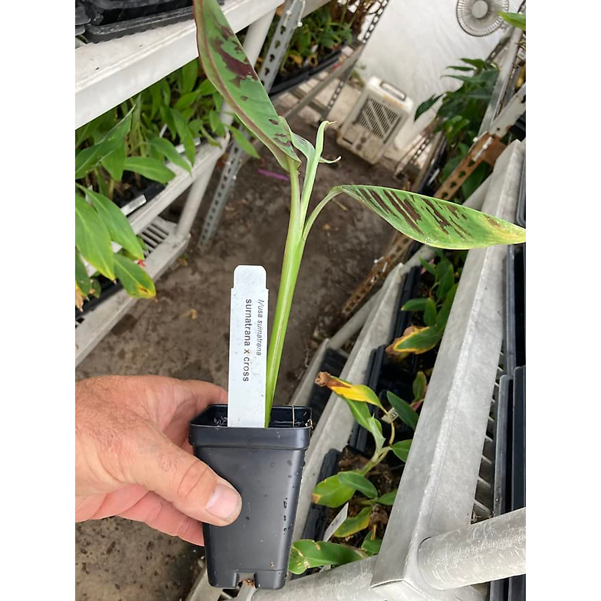 Dwarf Red Banana - Edible Red Banana - Sumatrana “X” Cross Banana